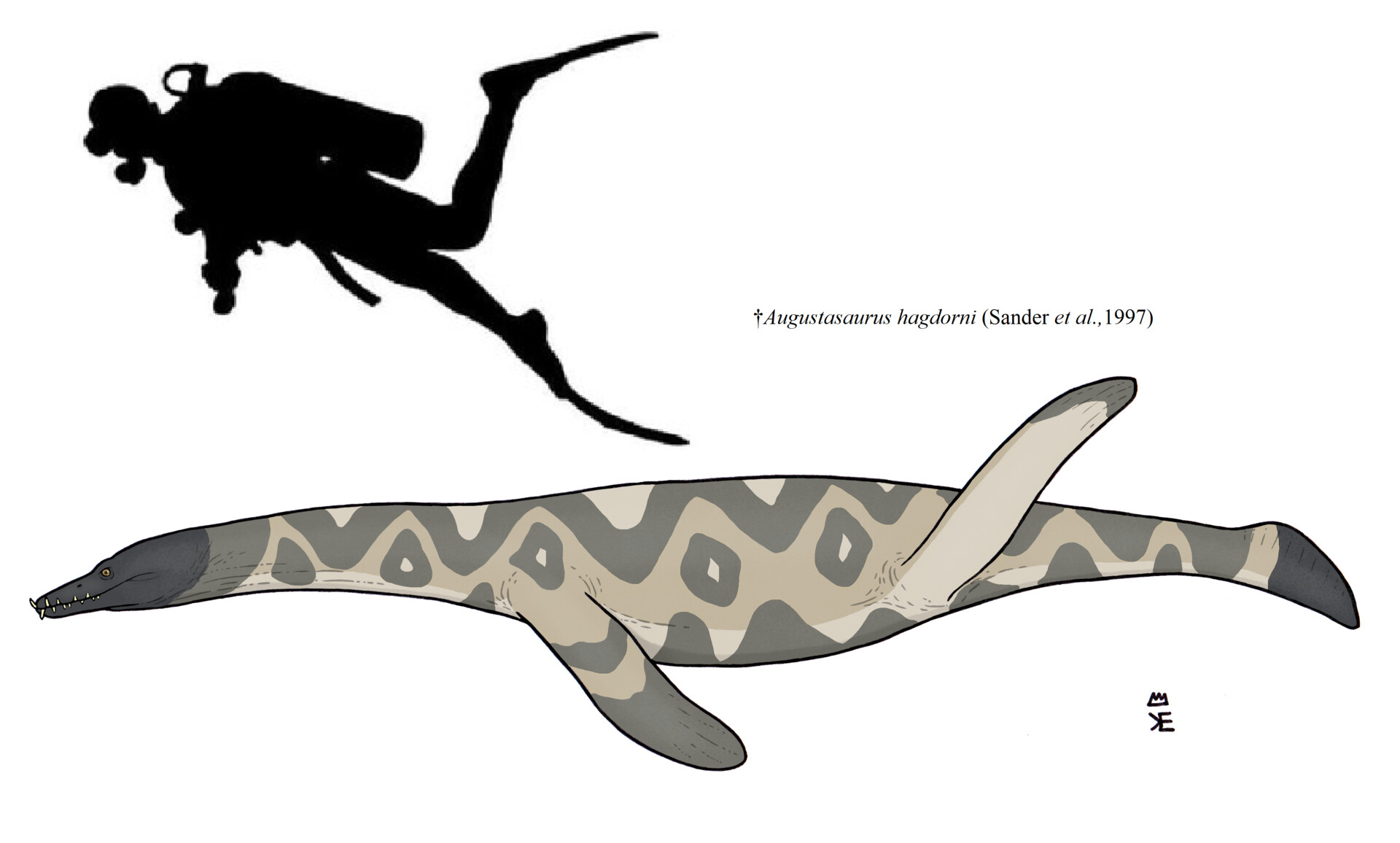 ArtStation - Augustasaurus hagdorni