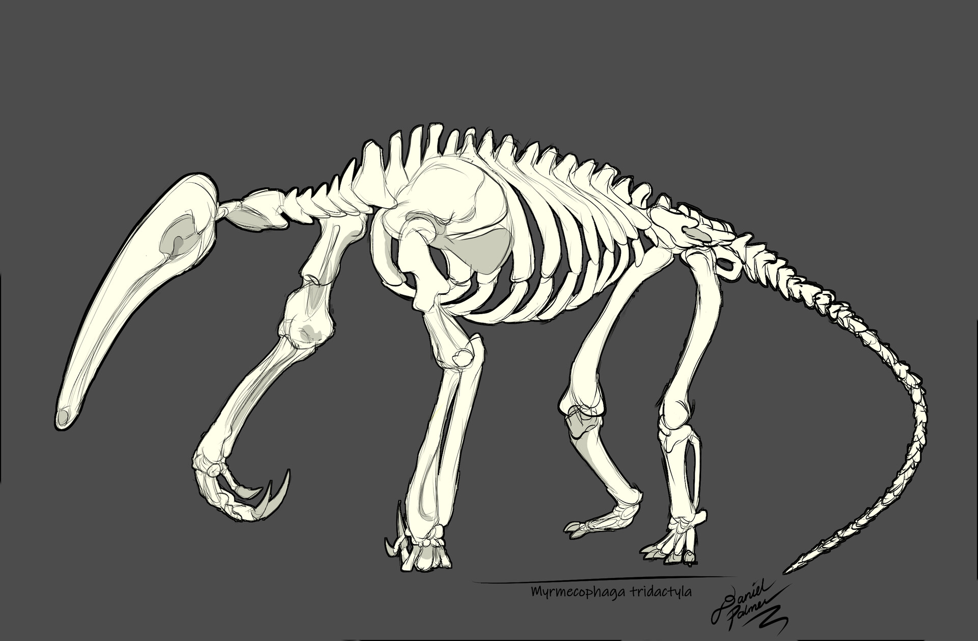 Giant Anteater Skeleton Schematic Drawings Depicting An Adult Giant