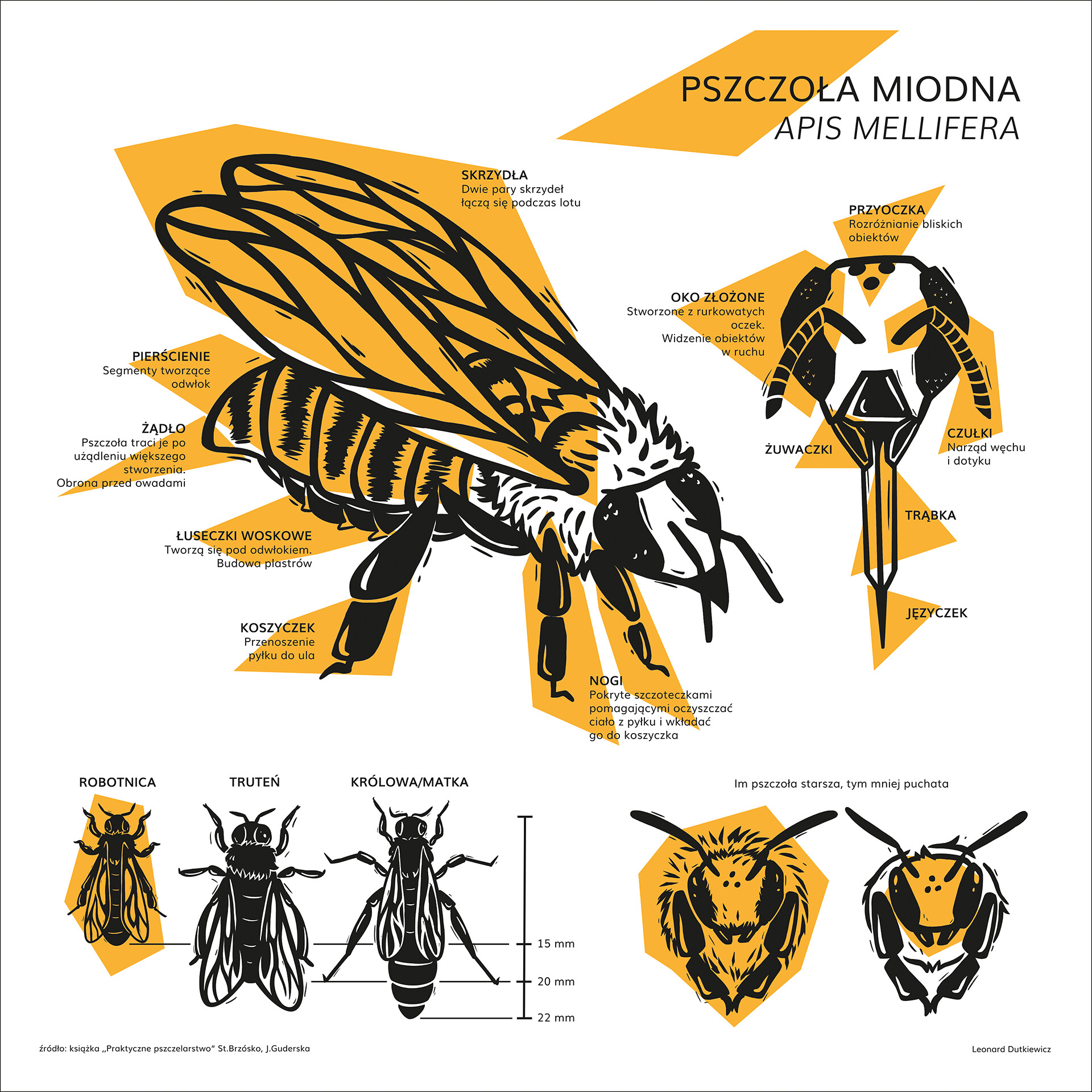 ArtStation - Bee morphology infographic