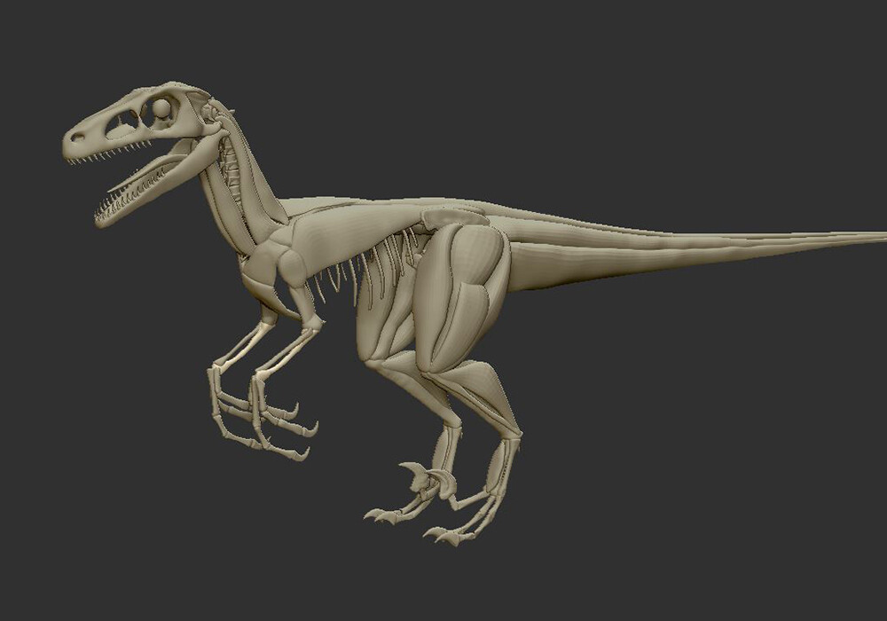 Alexander Lampe - VELOCIRAPTOR SKELETON