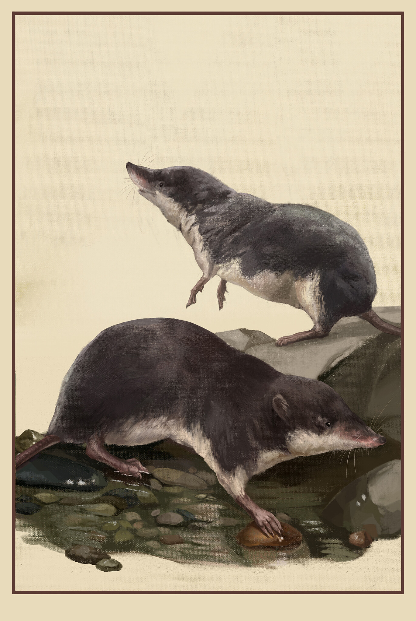 ArtStation - Water Shrew