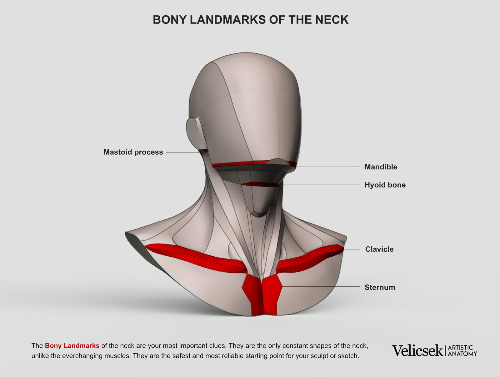 Gusztav Velicsek - Main shapes & Muscles of the Neck