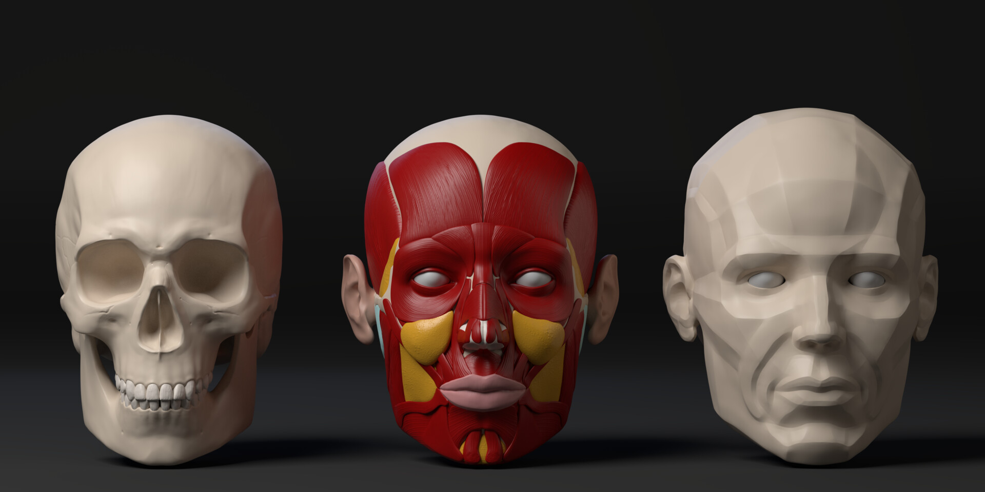 ArtStation - Skull & Facial Muscle