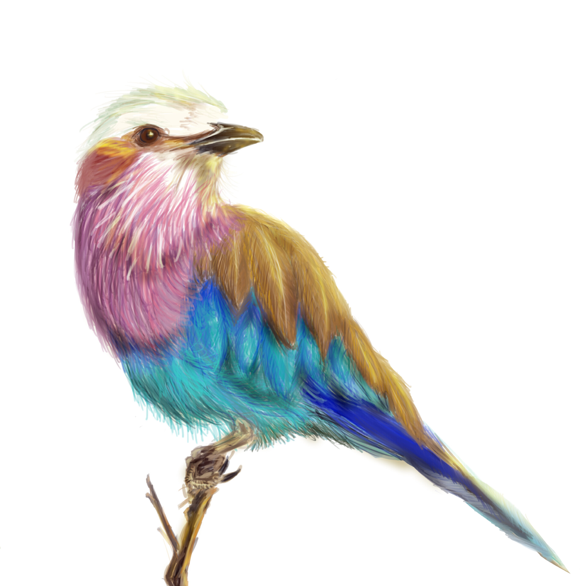 ArtStation - Interestingly colored bird