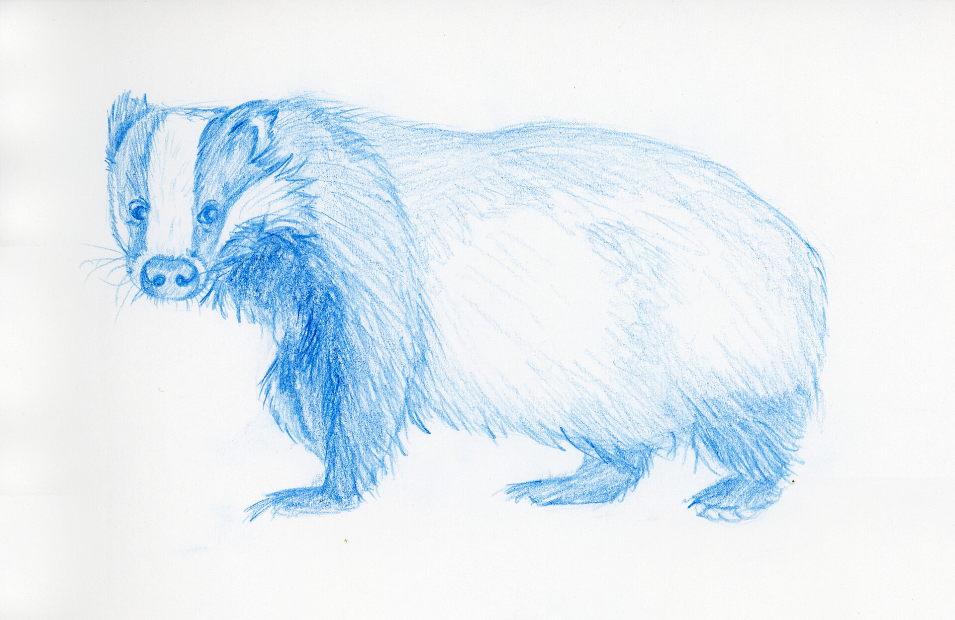 Ildy Izso - Badger studies