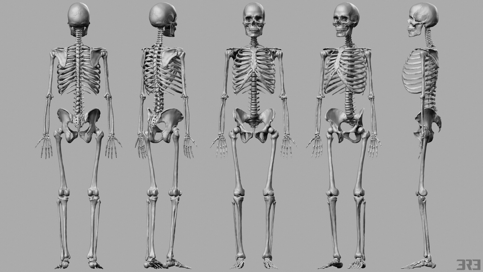 ArtStation - Skeleton Anatomy study