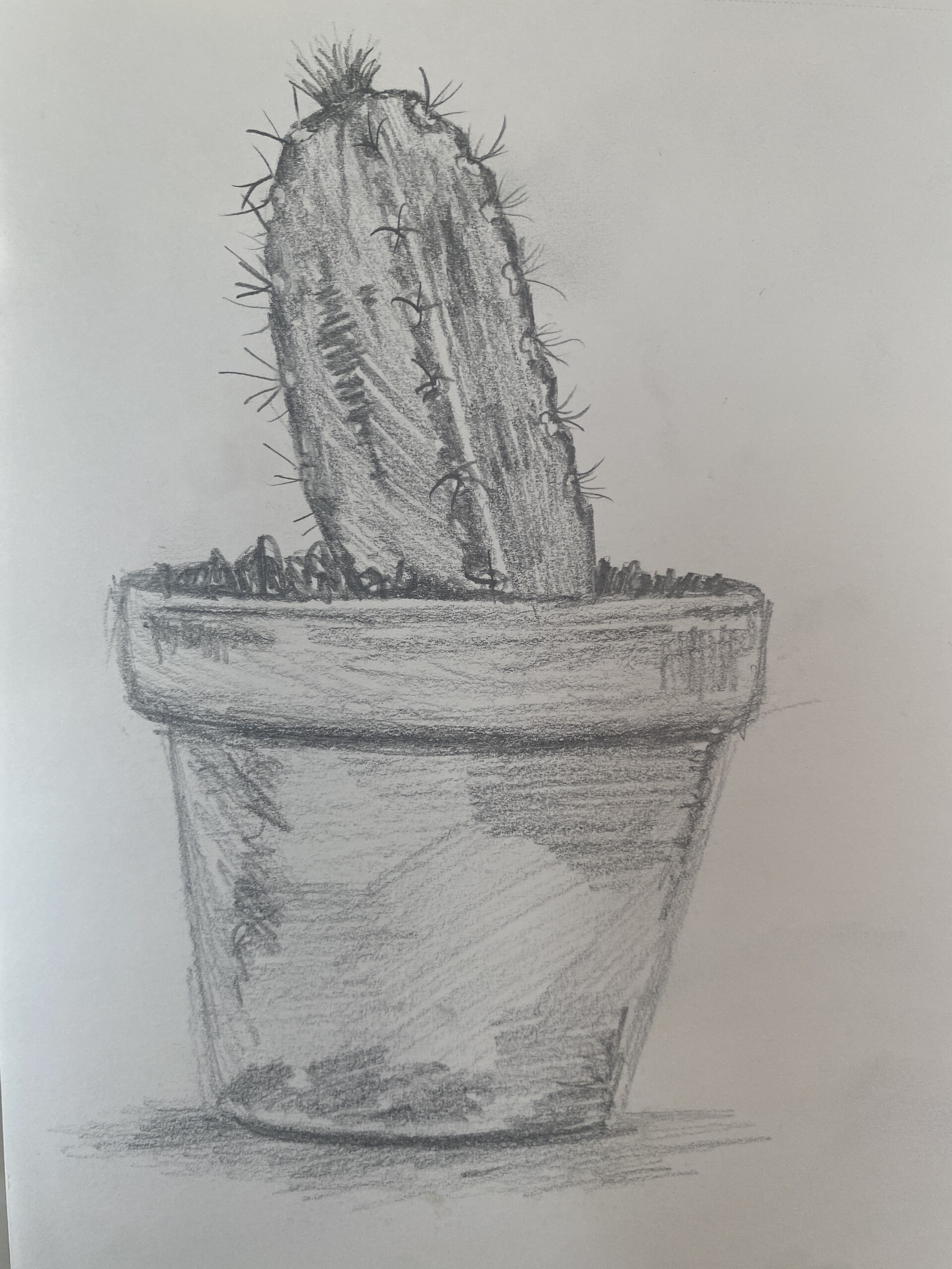 ArtStation - Cactus drawing