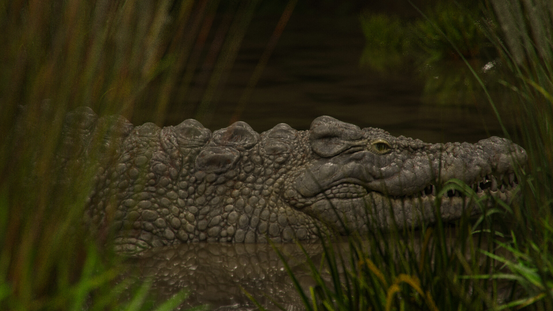 Cryptid The Swamp Beast Crocodile