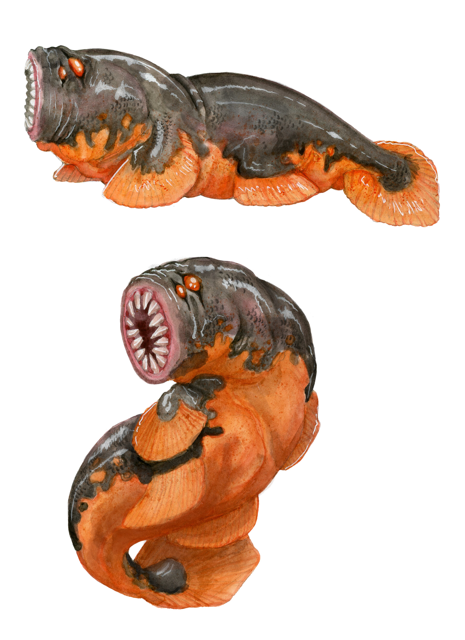 ArtStation - Gel Fish