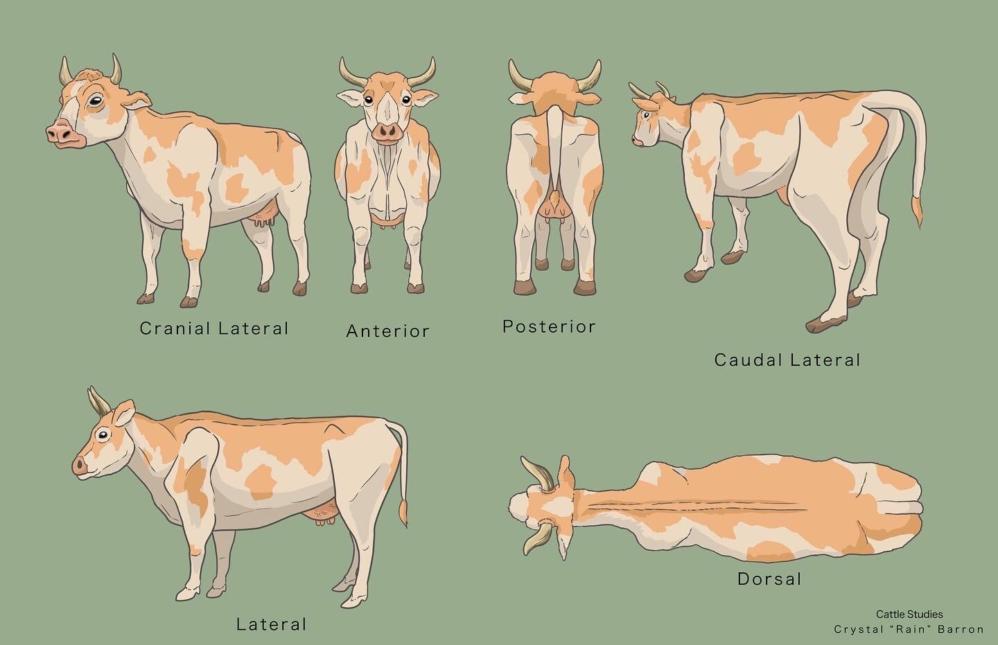 ArtStation - Cow Anatomy studies