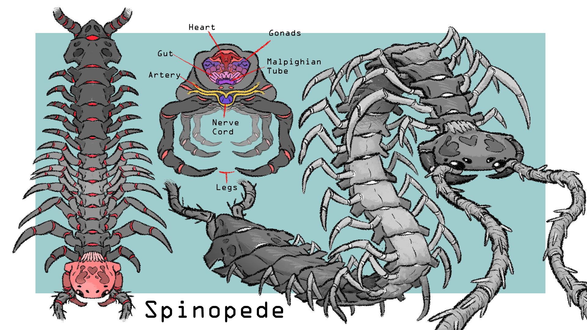 Centipede Anatomy
