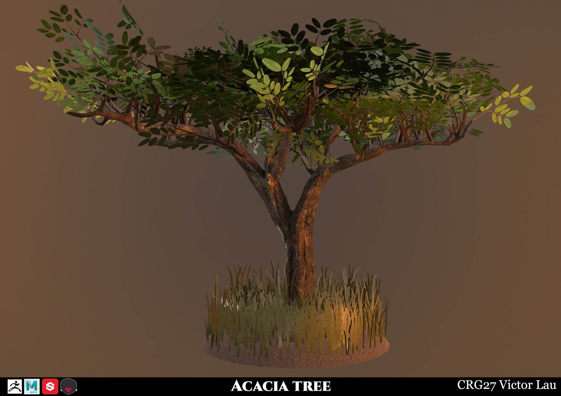 ArtStation - Acacia tree