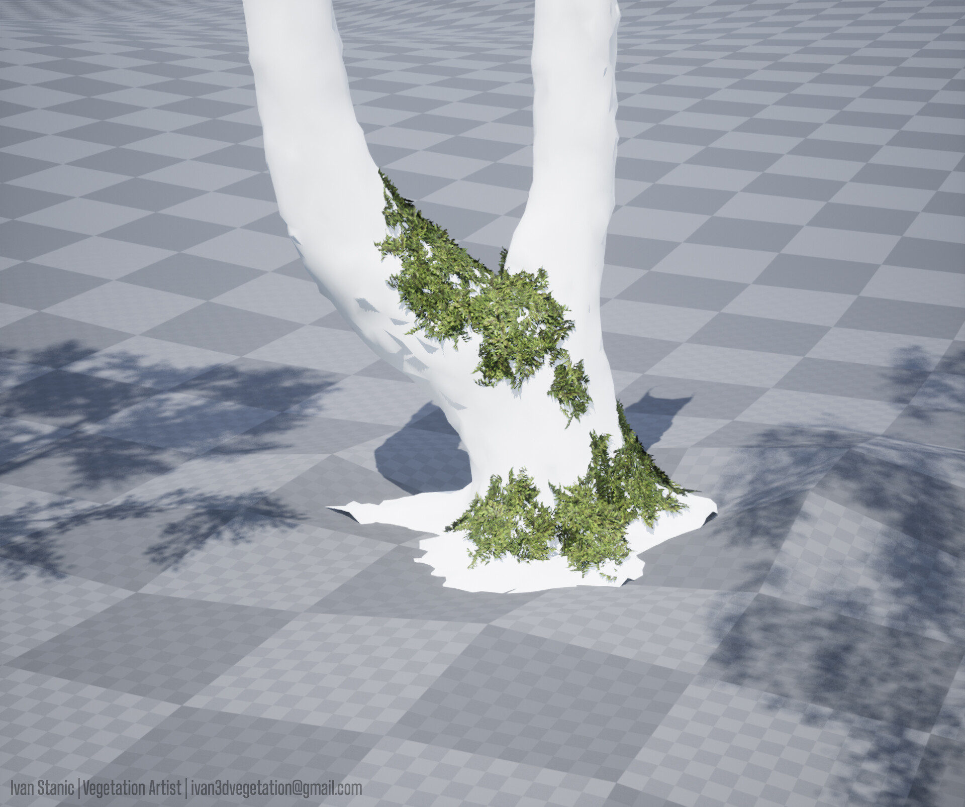 Ivan Stanic - Weeping Birch Tree