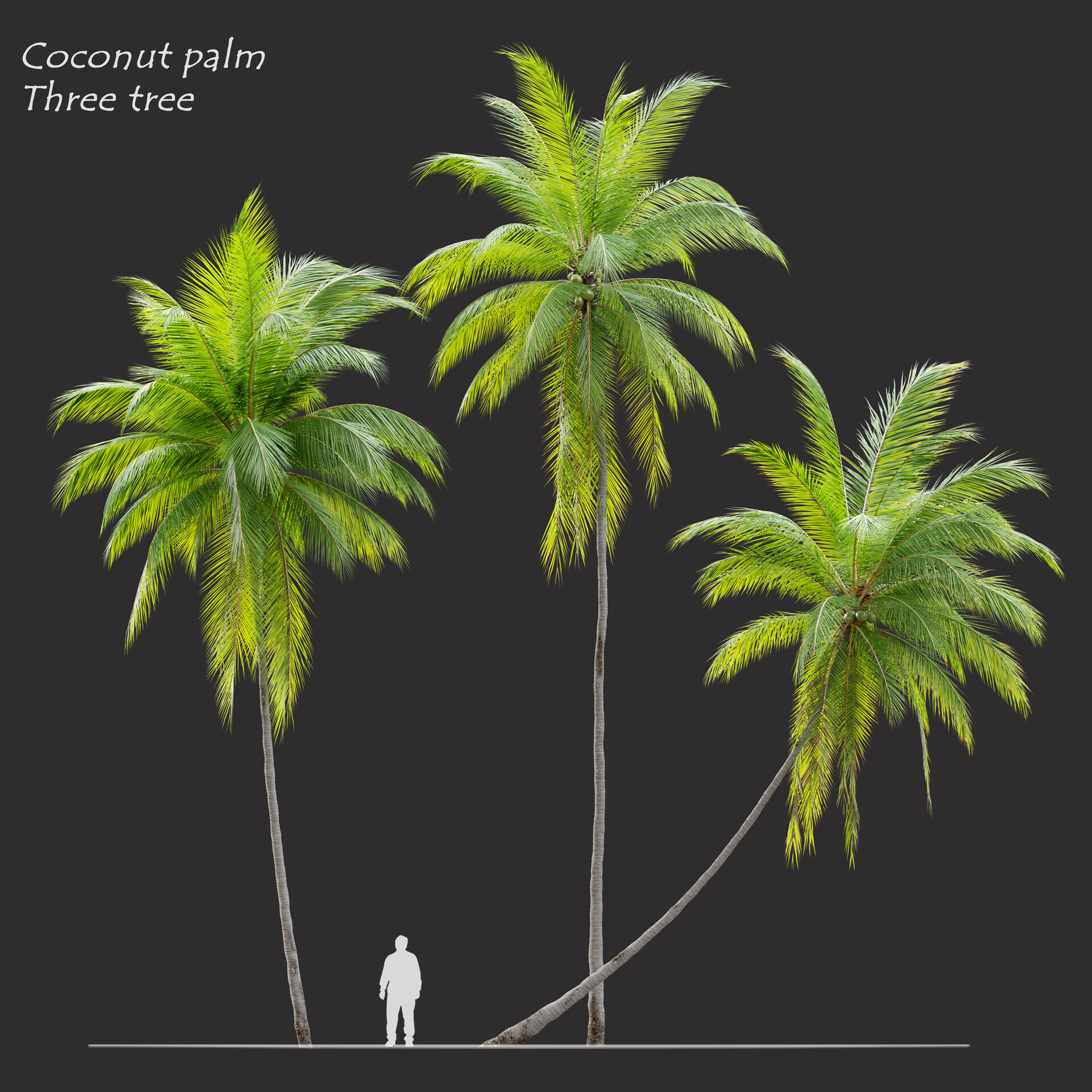 ArtStation - Palm trees
