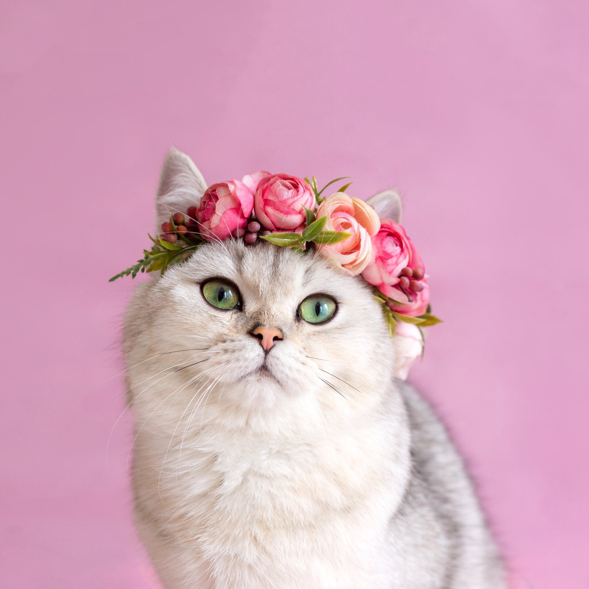 ArtStation - cat cute😘