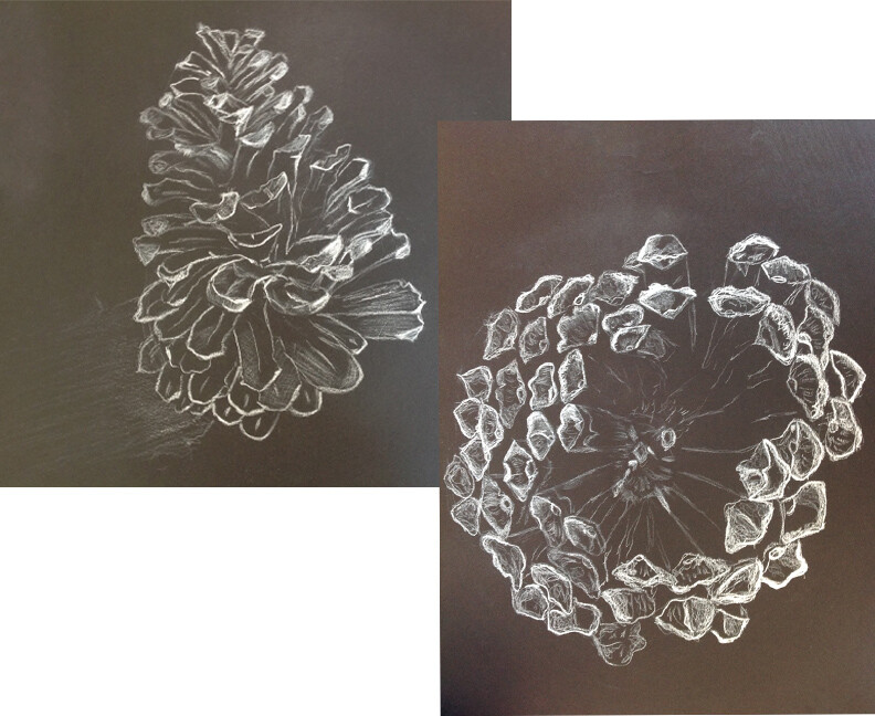 ArtStation - pine cones