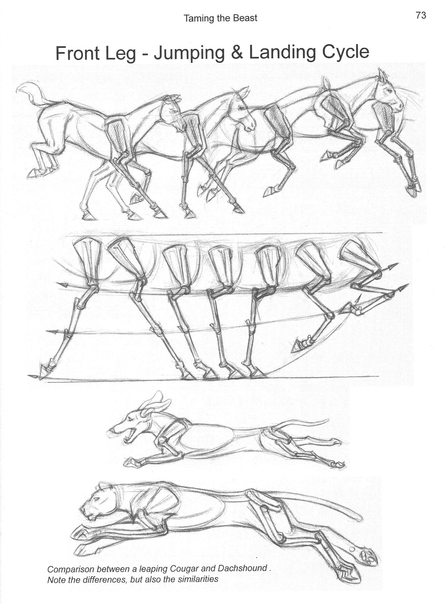 horse jumping animation reference
