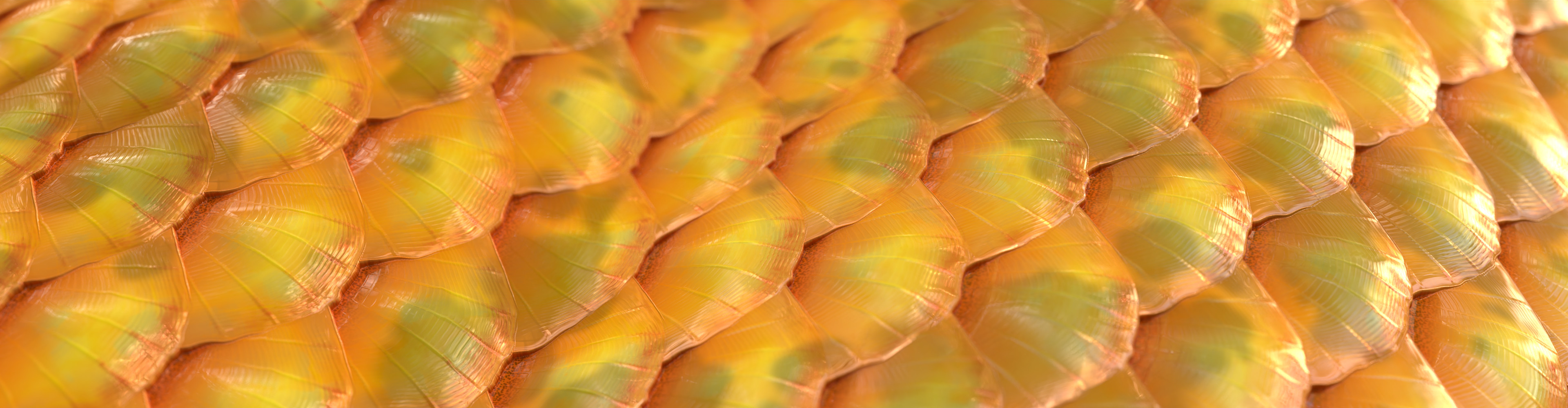 Fish Scales Close Up