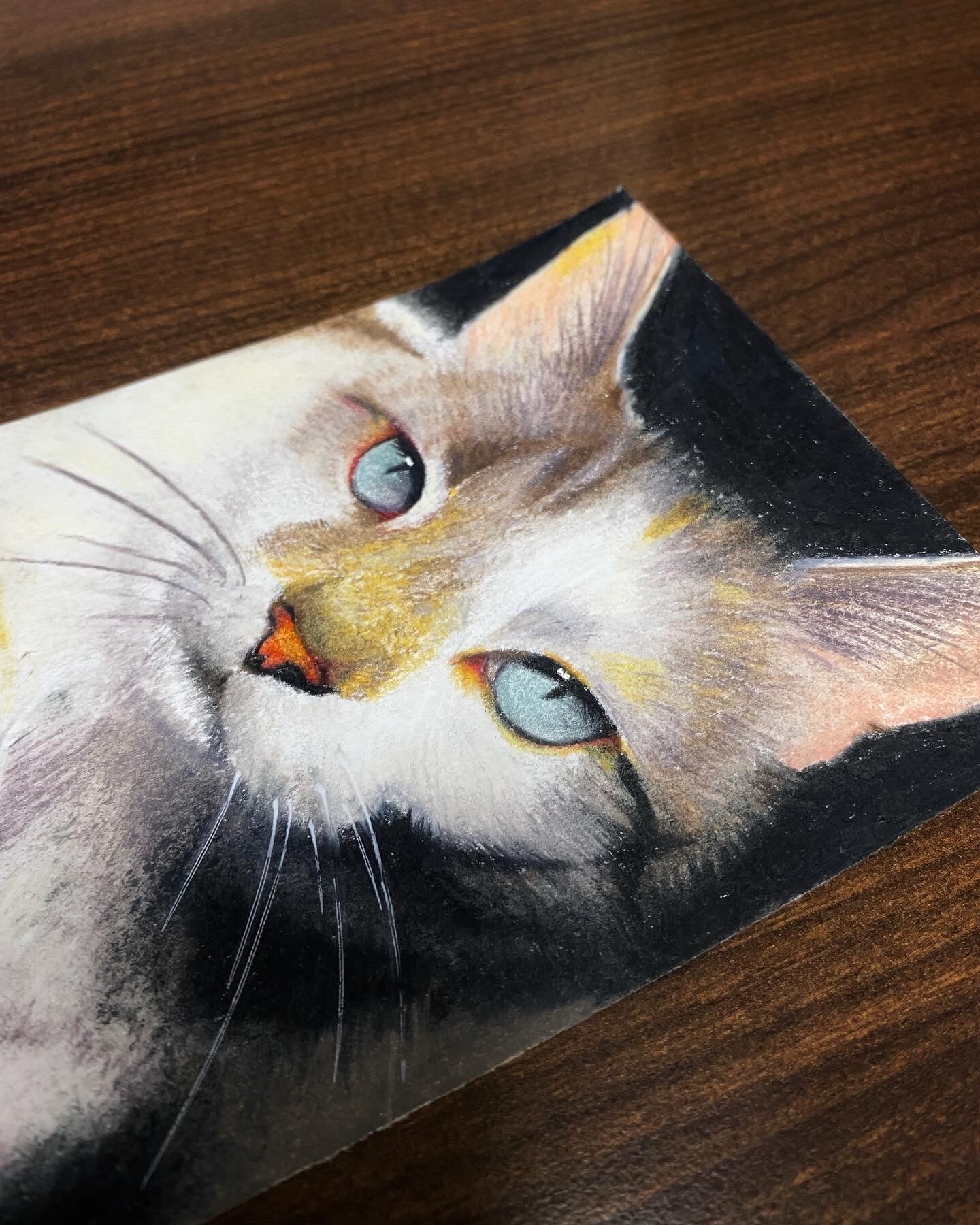 ArtStation - Arya the cat