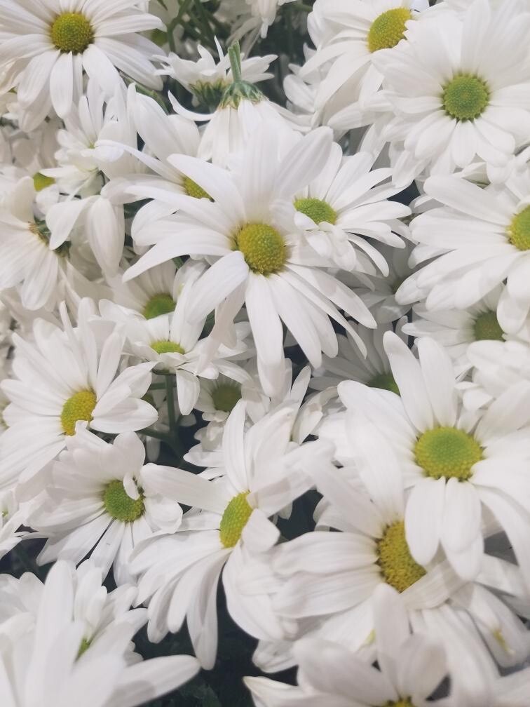 ArtStation - White Flower