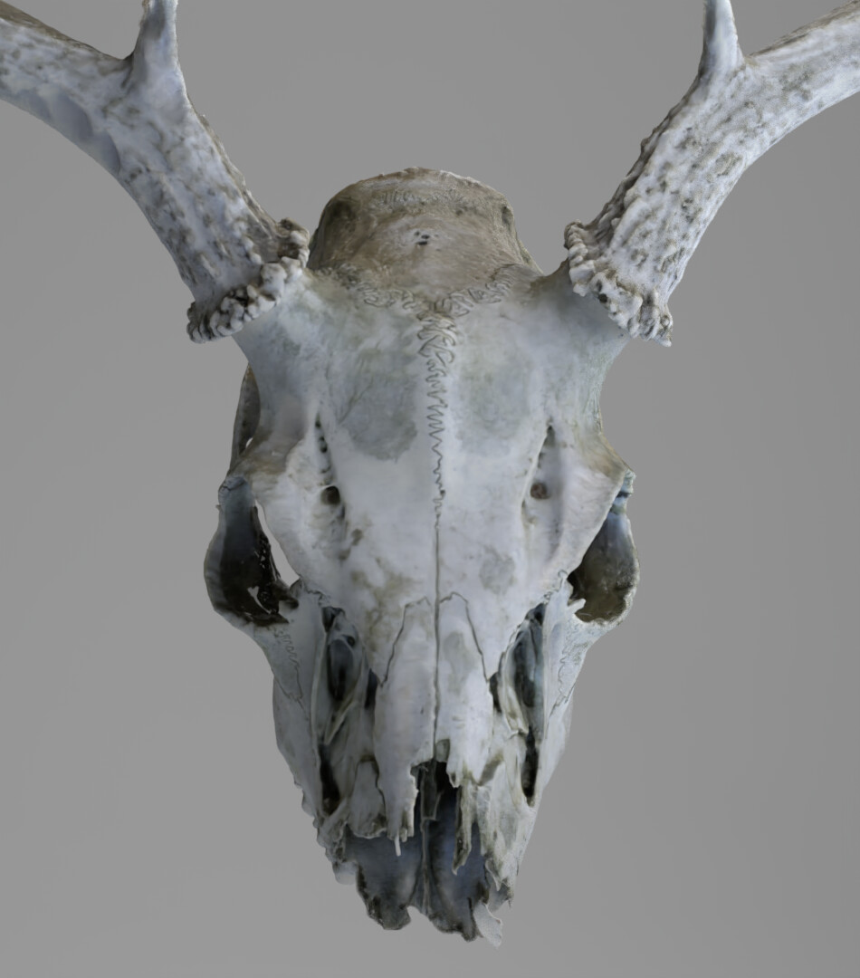 ArtStation - photogrammetry of Deer skull