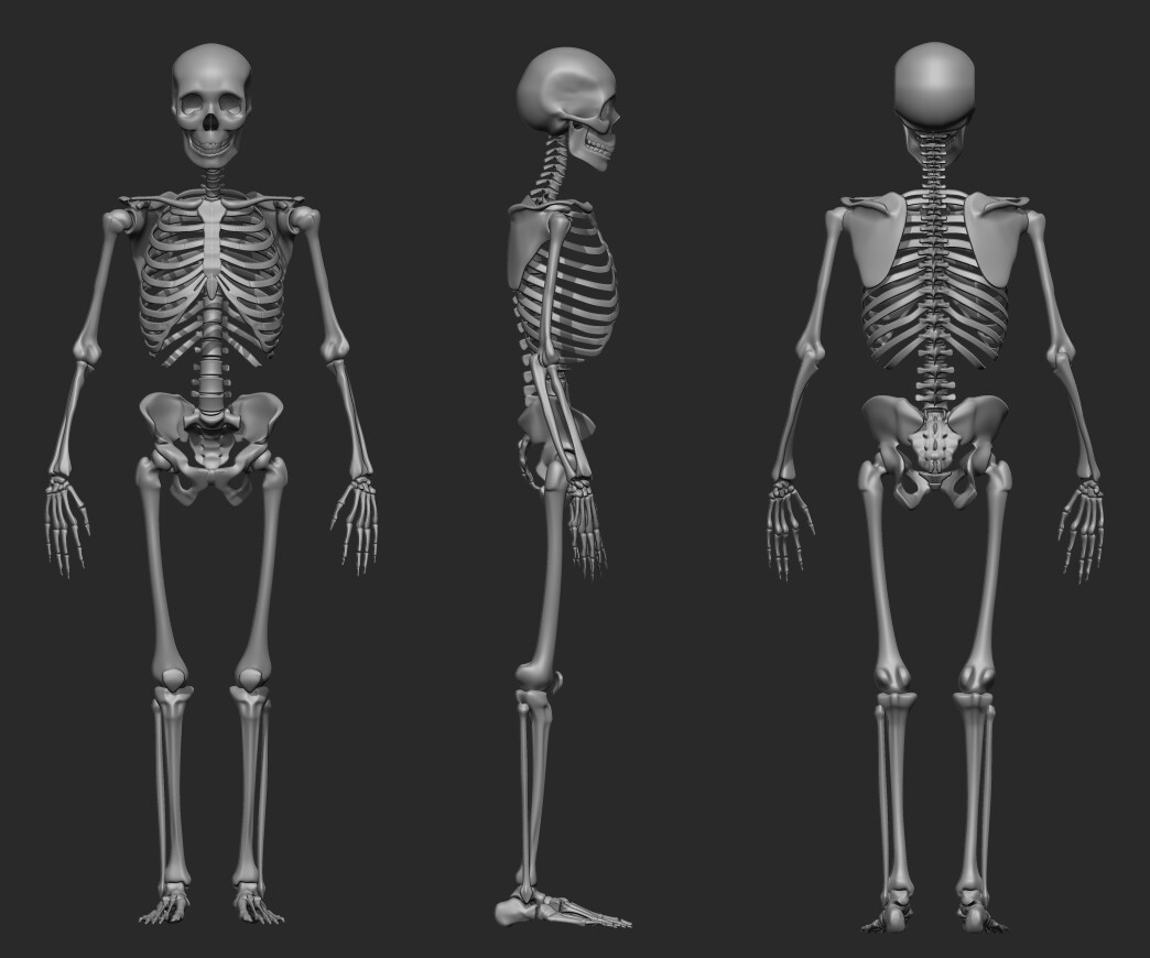 ArtStation - Skeleton