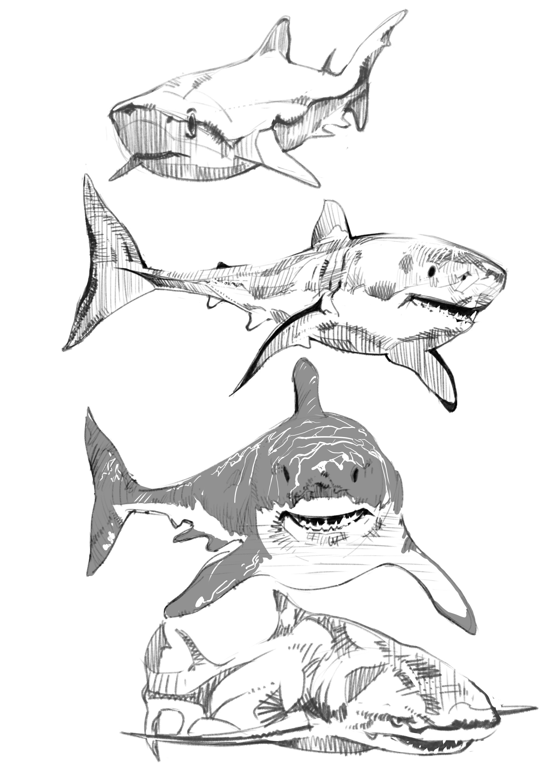 ArtStation - Sharks study