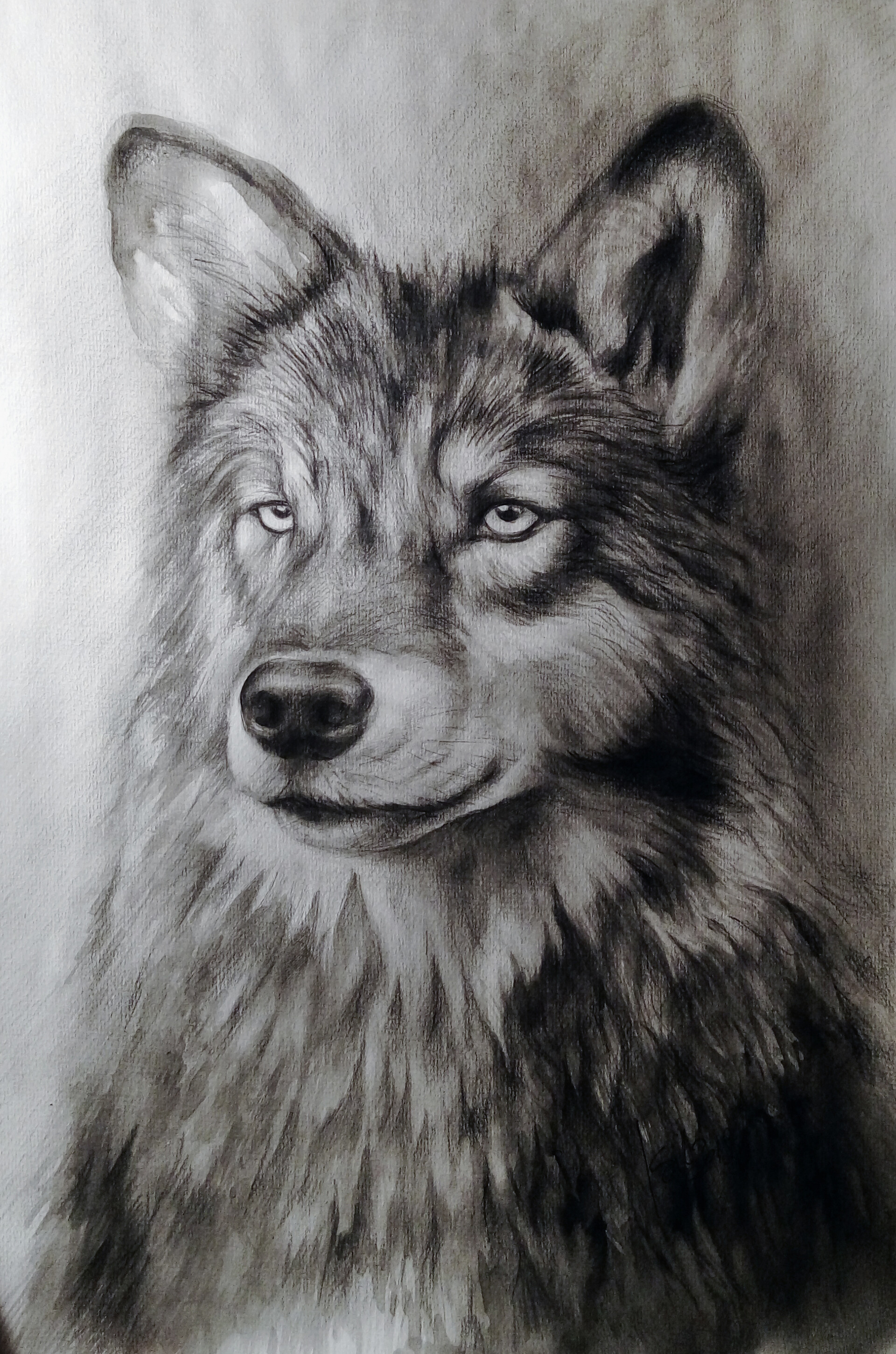 ArtStation - Wolf