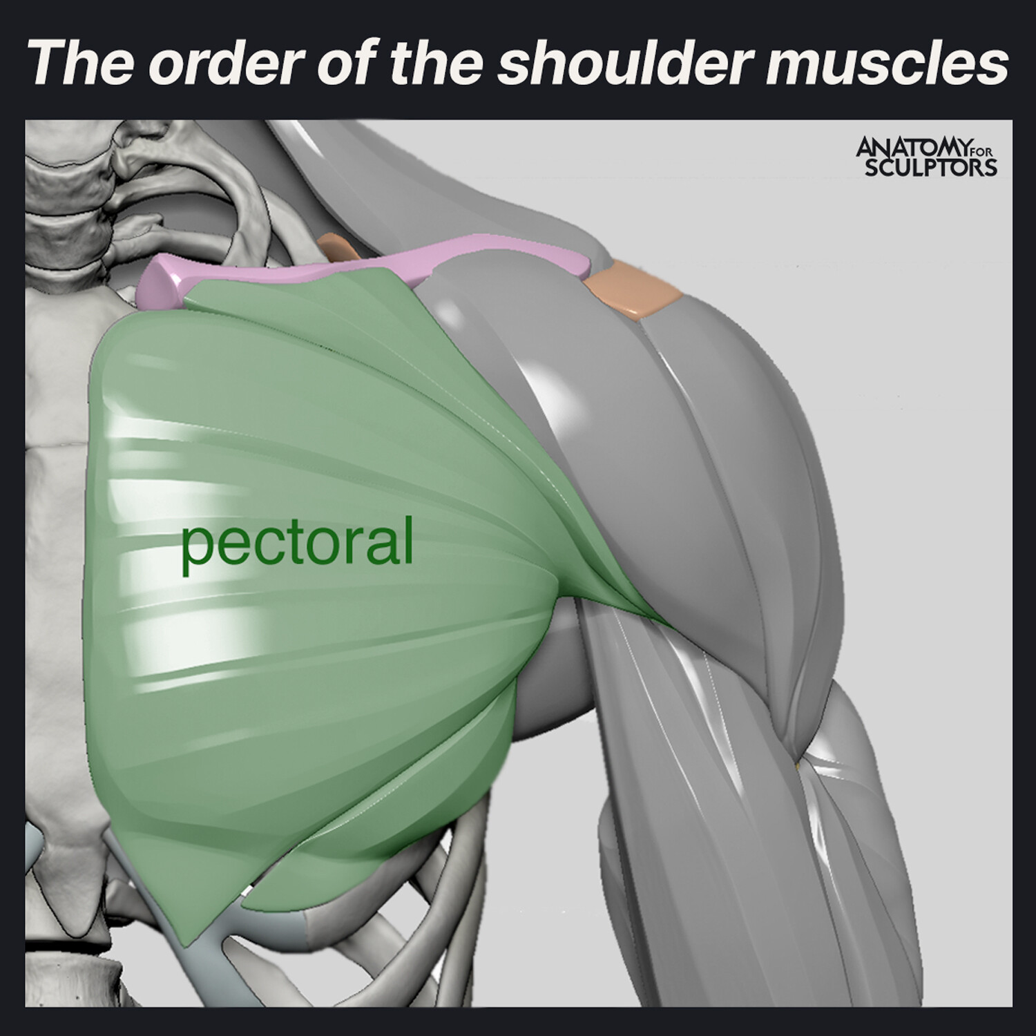 Anatomy For Sculptors - Shoulder muscles