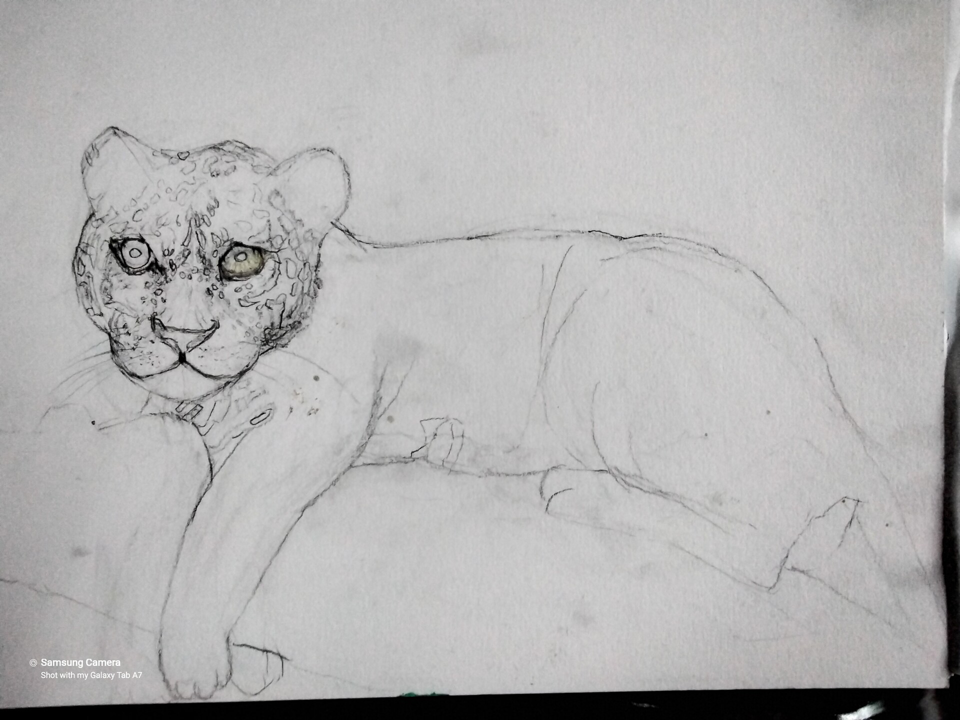how to draw a lion markcrilley