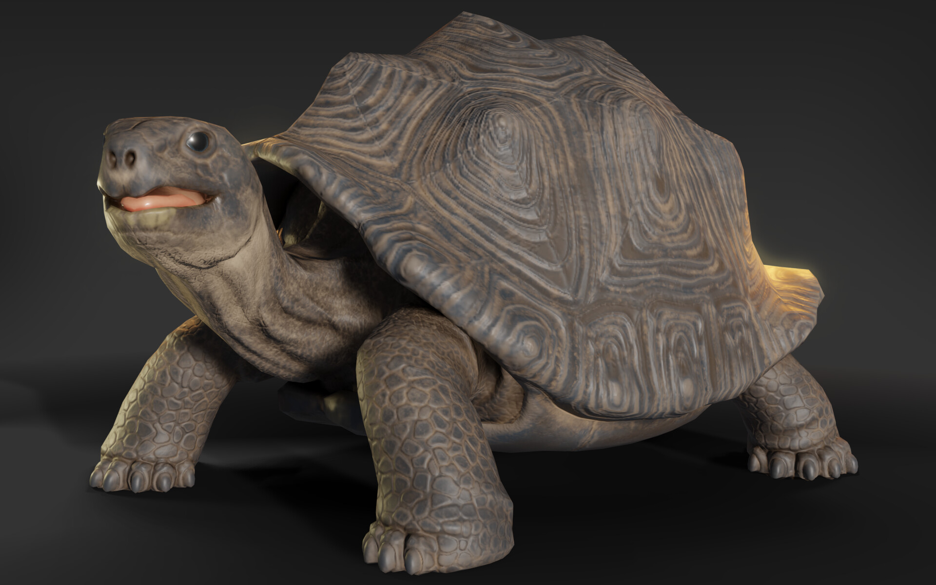 Margaux Circo - Galapagos giant tortoise