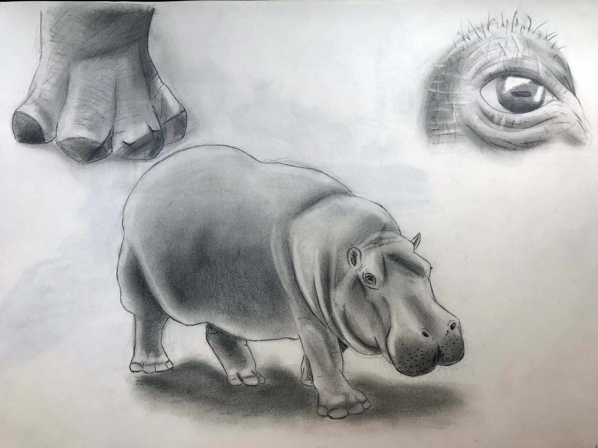 ArtStation - Hippopotamus