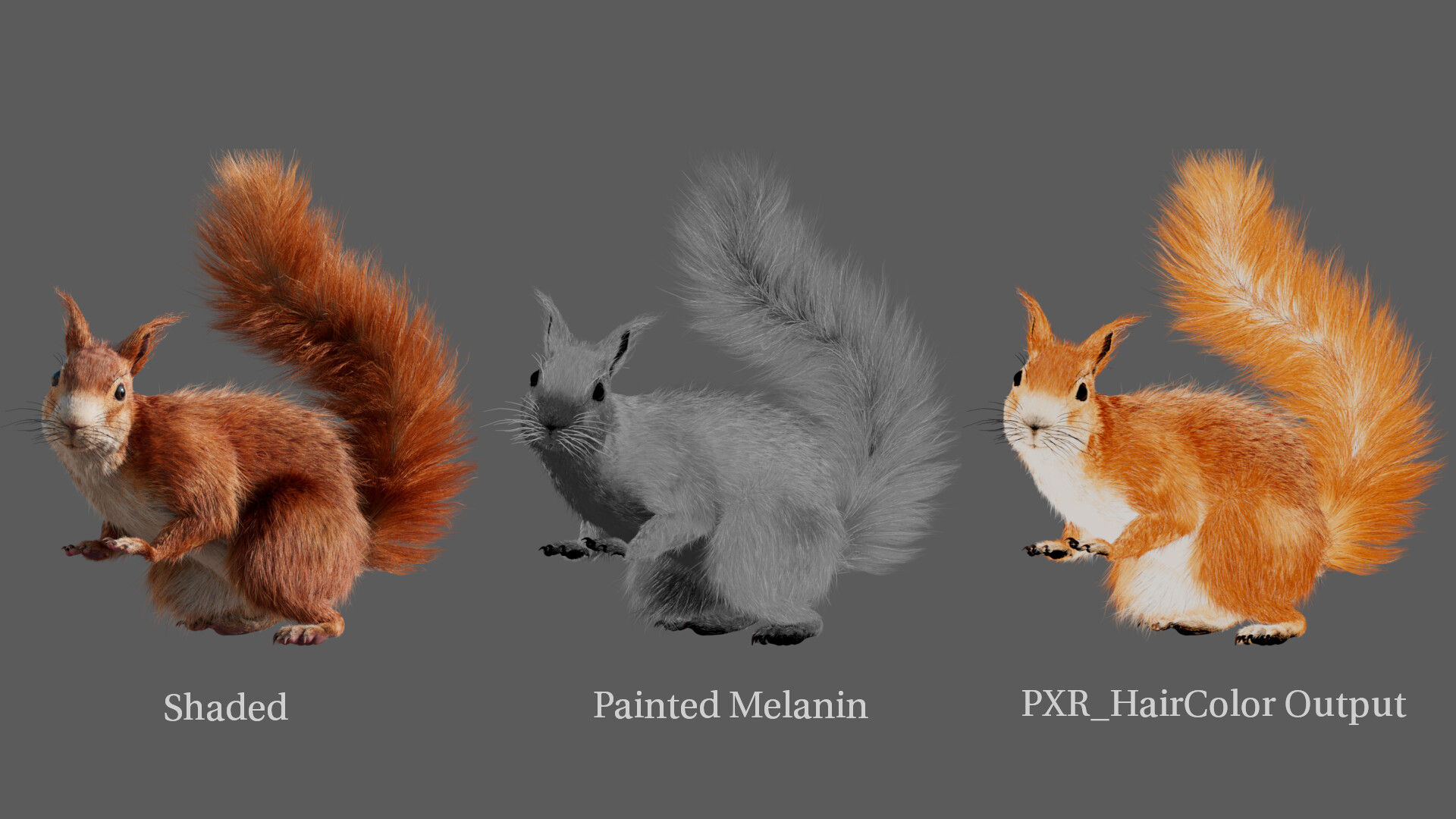 apsal yaqub - A squirrel in the garden