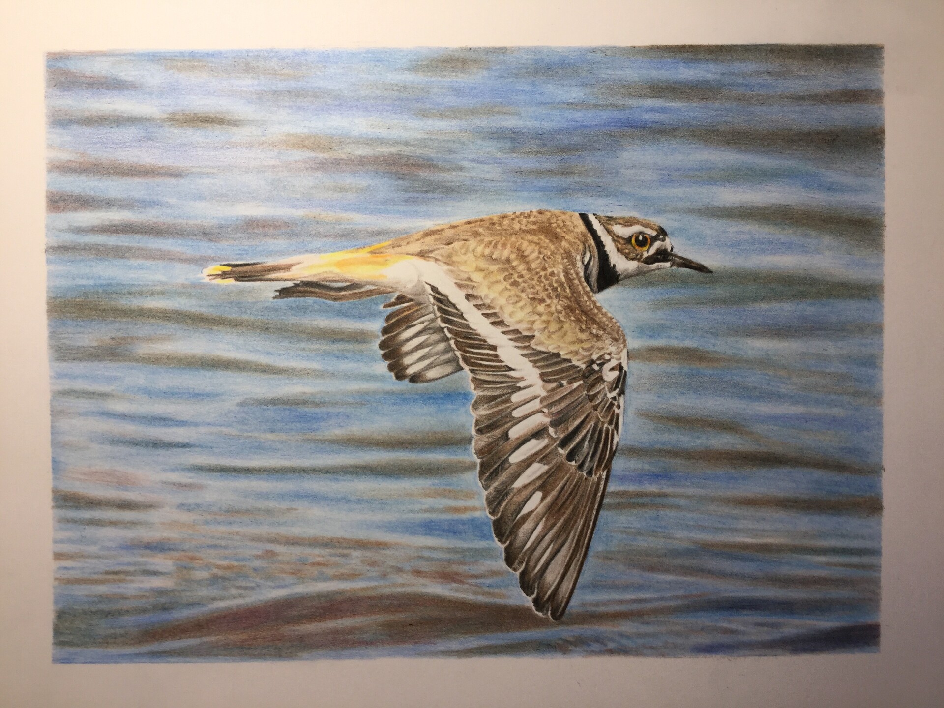 ArtStation - Pencil crayon drawing of a Killdeer