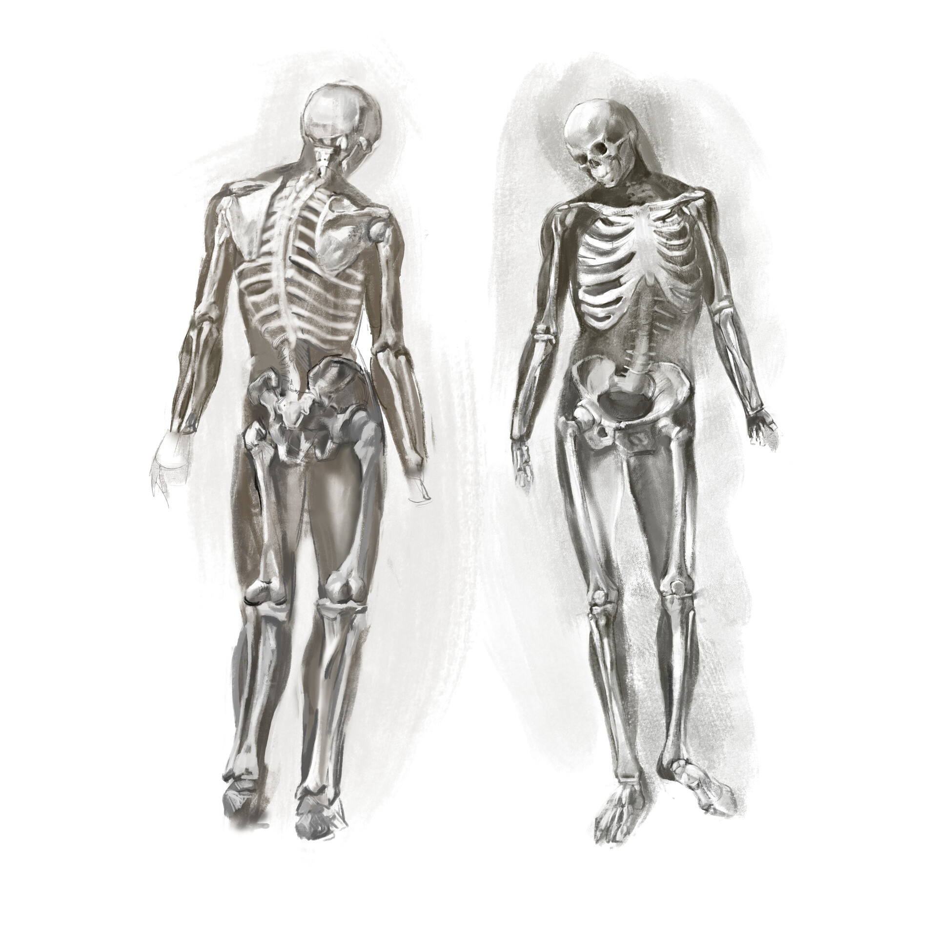 ArtStation - Skelly practice