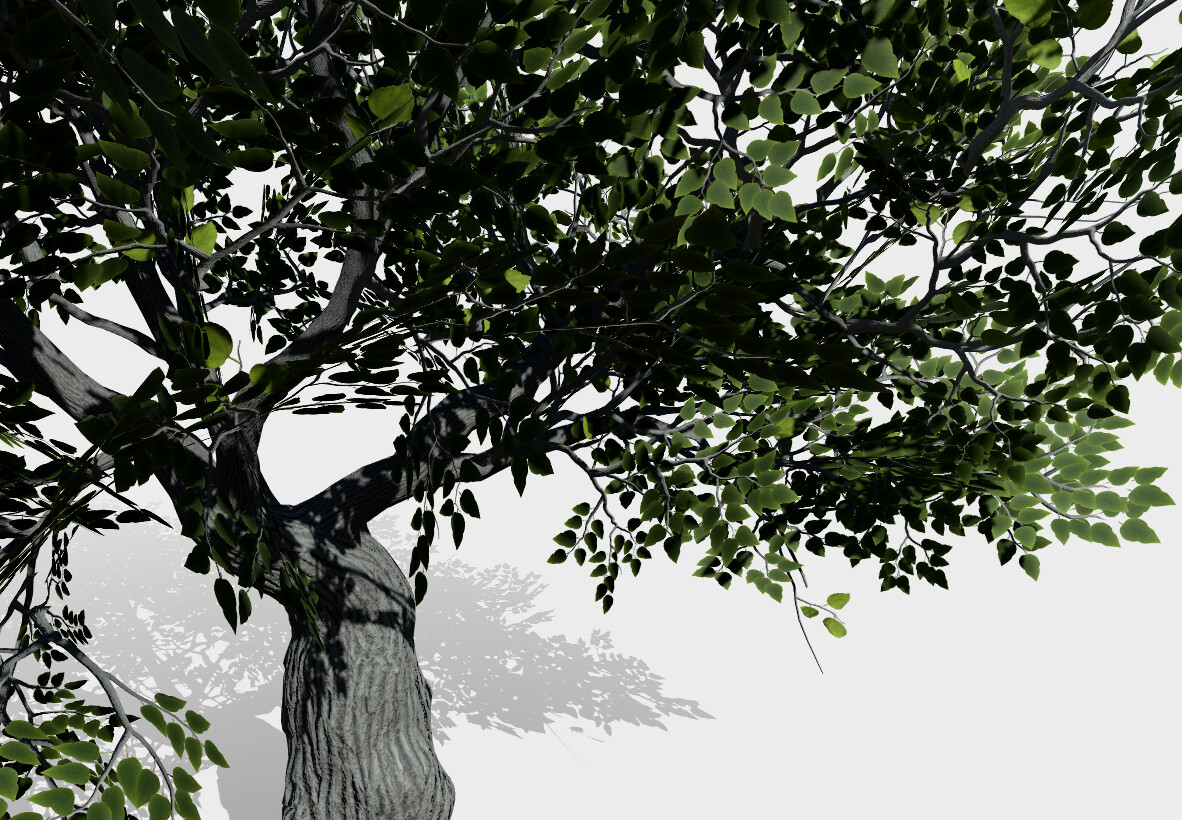 Xi Chen - Photorealism Trees and Plants