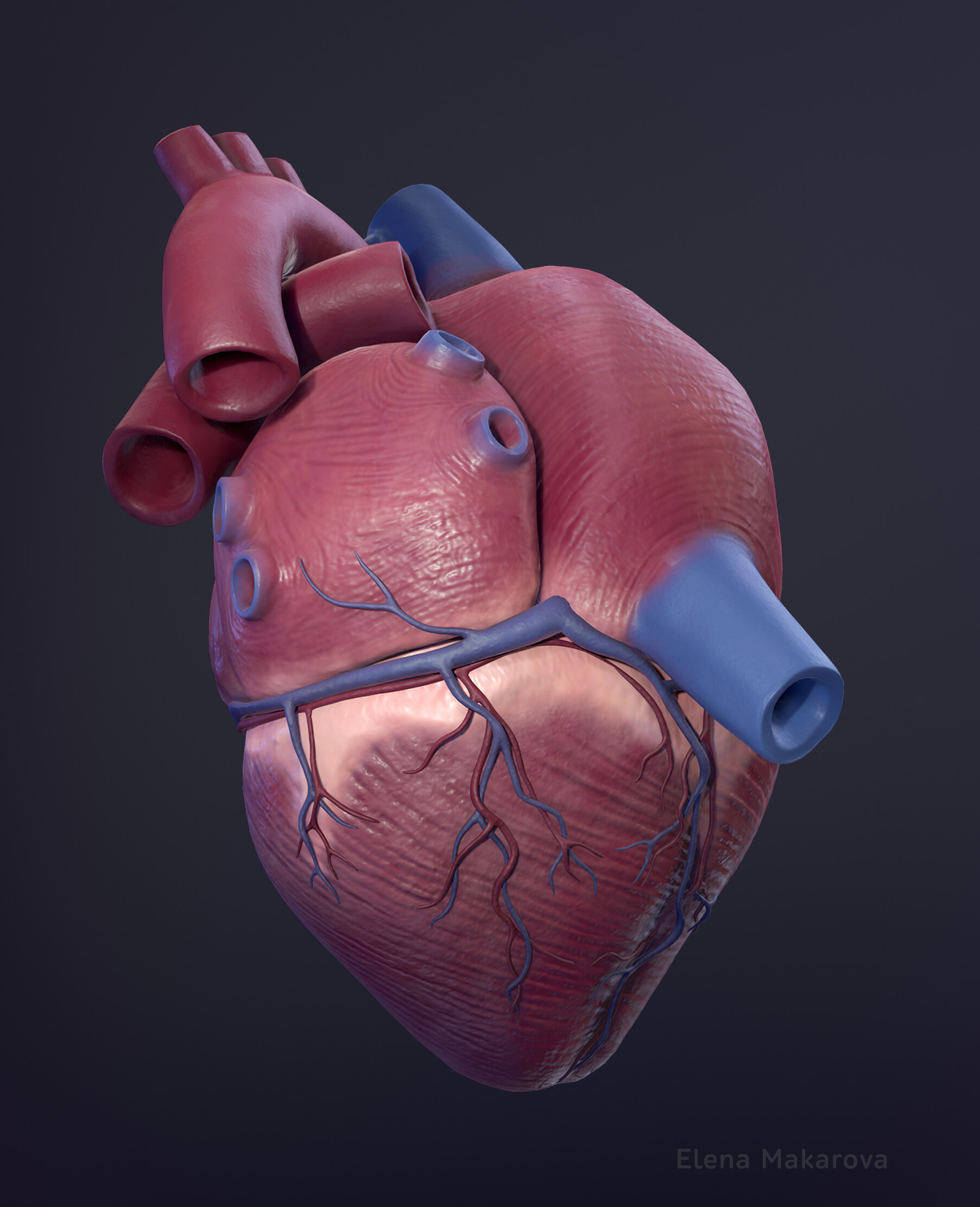 Real Human Heart Labeled