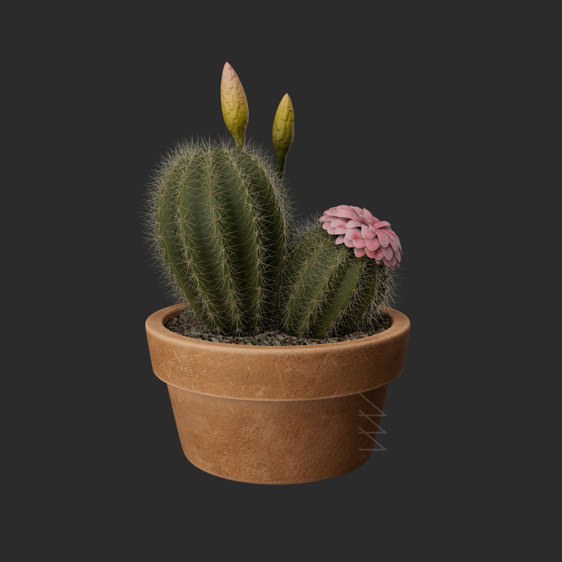 ArtStation - Cactus exercise