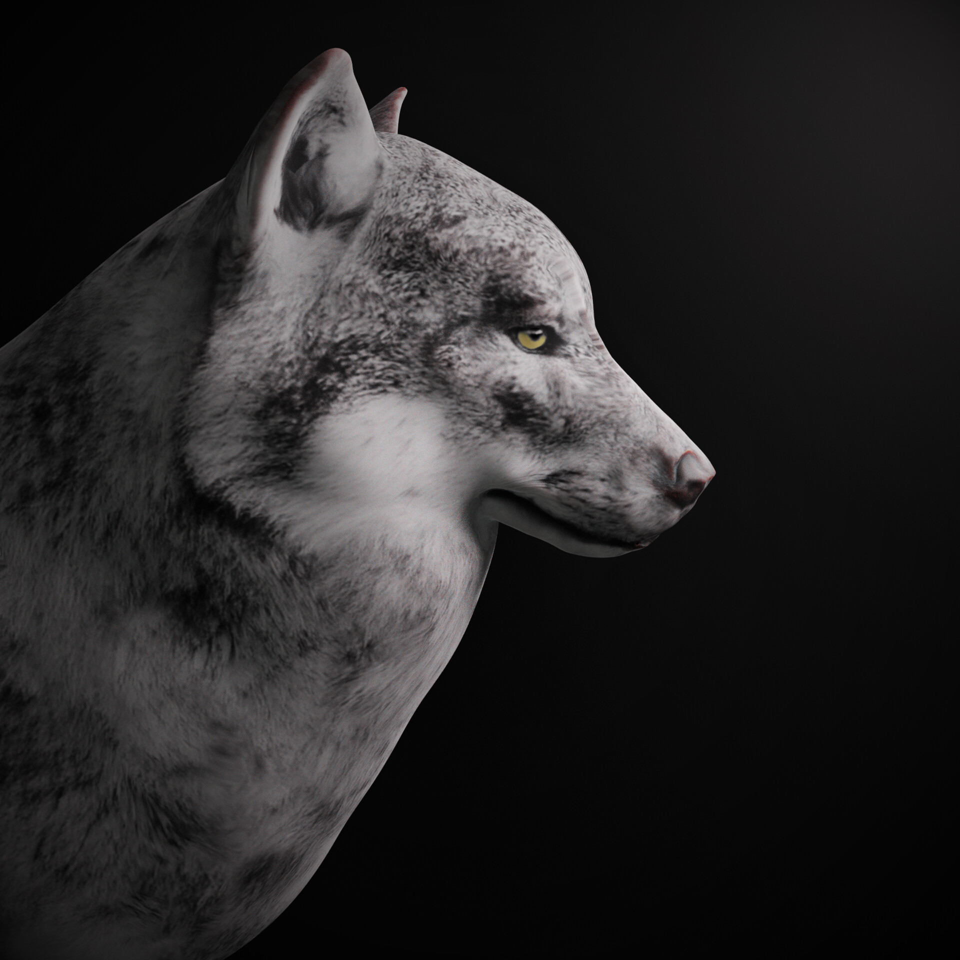 ArtStation - White Wolf