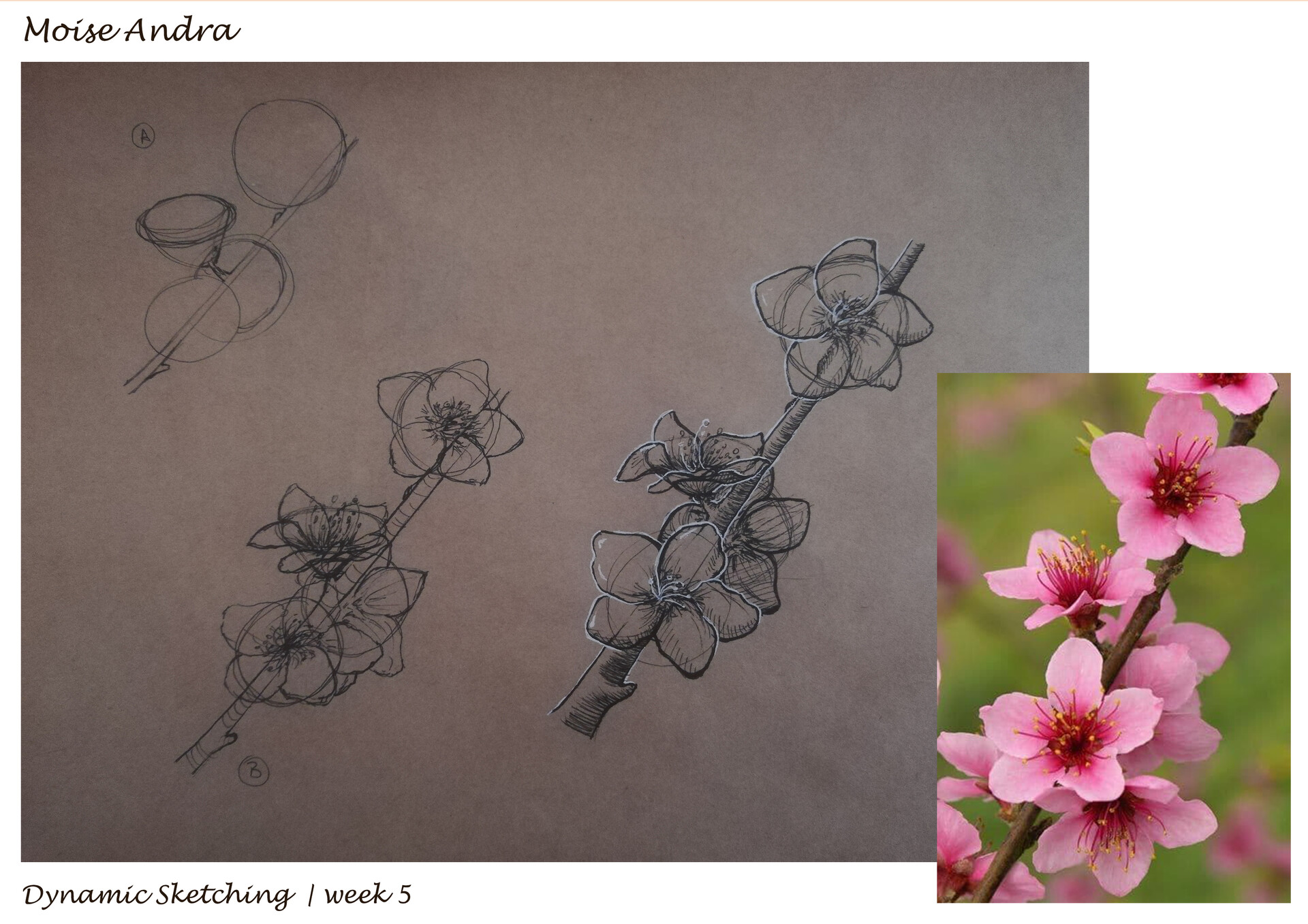 Andra Moise - Nature study