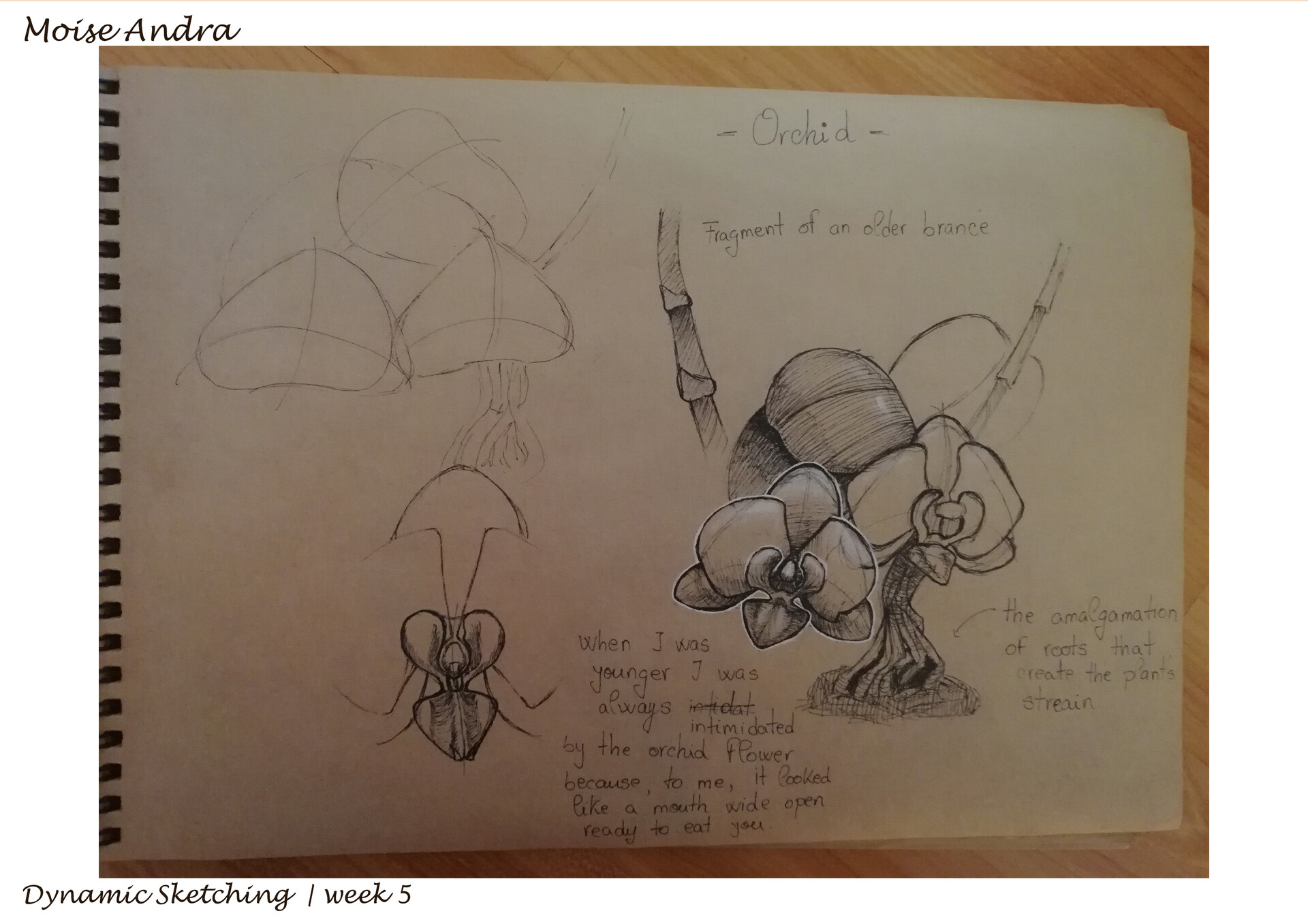 Andra Moise - Nature study