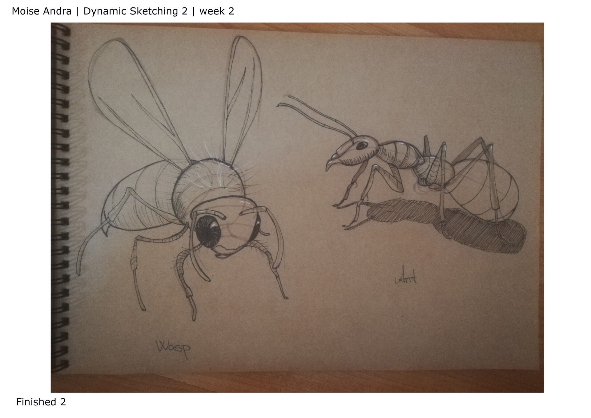 Andra Moise - Nature study