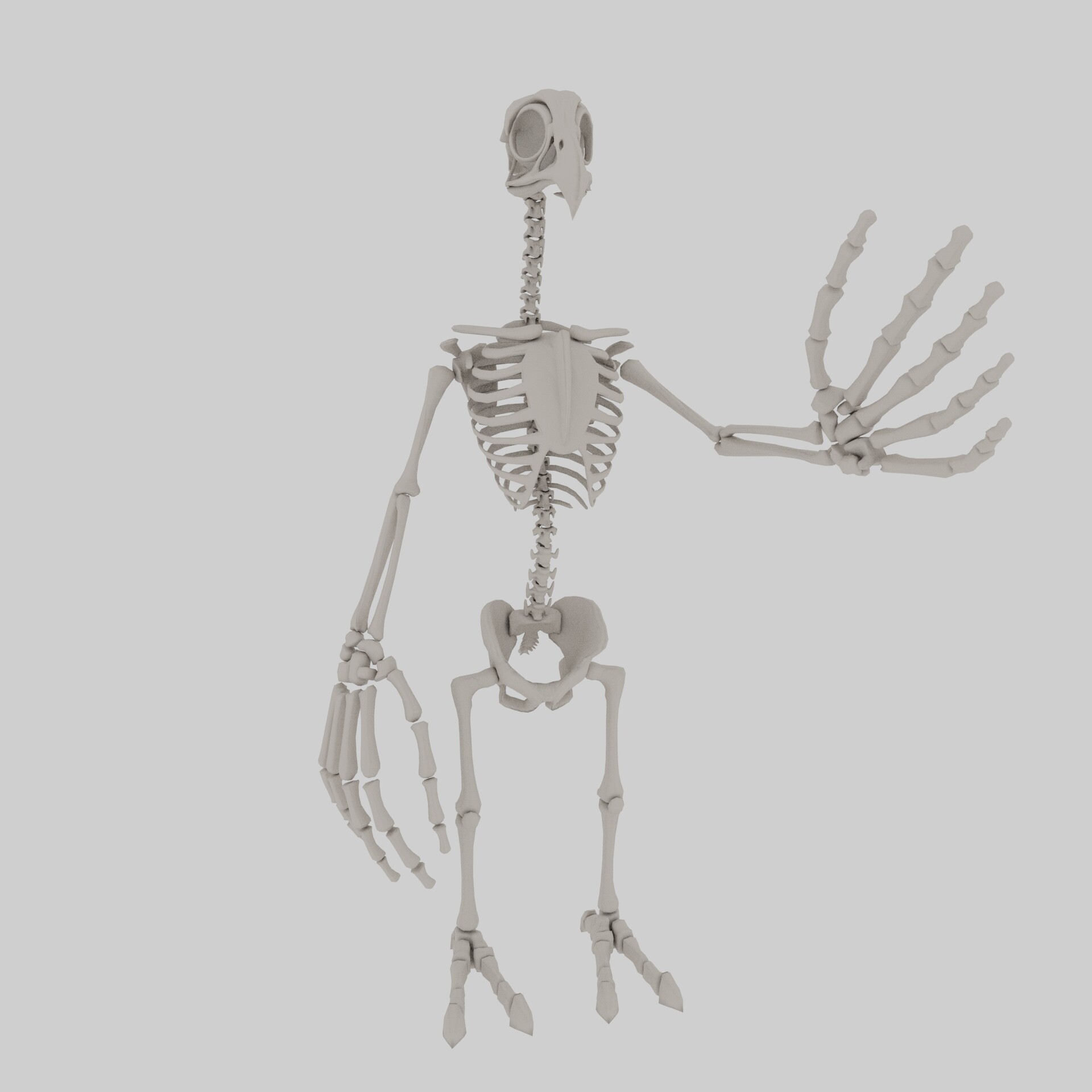 ArtStation - Rito Anatomical Skeleton