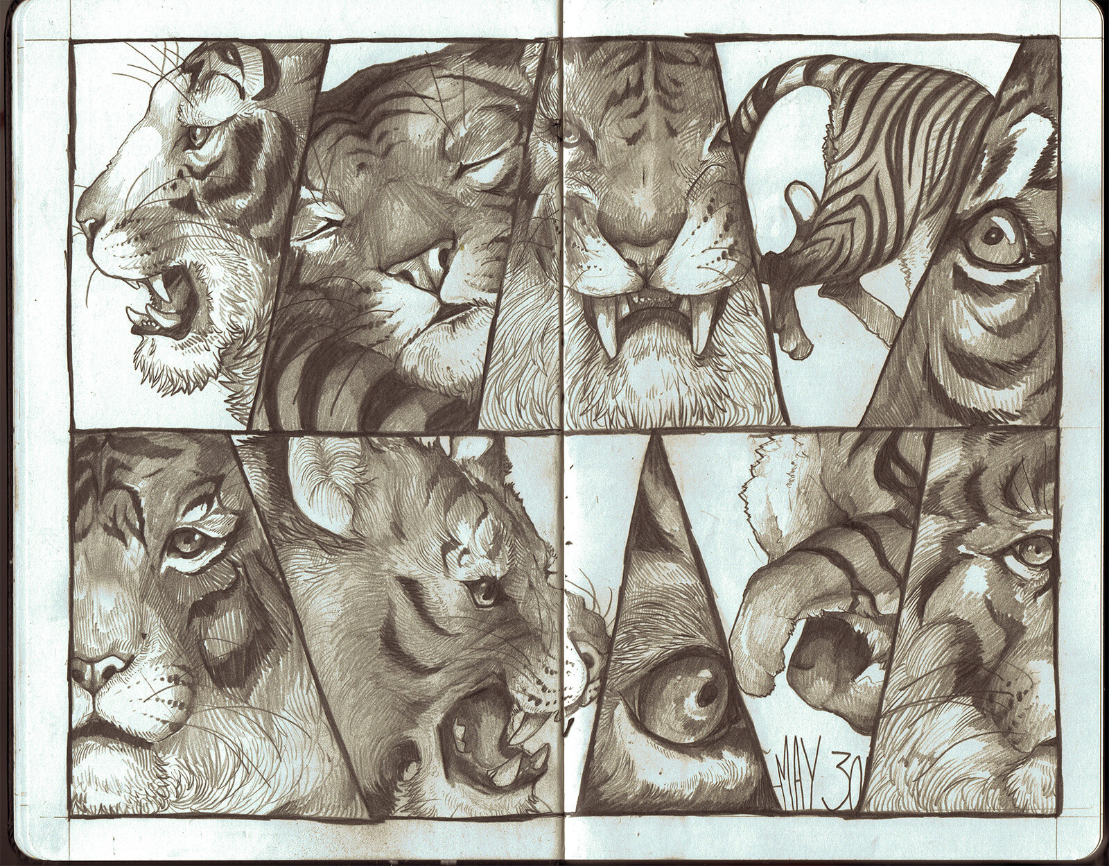 Candace Breakell - tiger practice