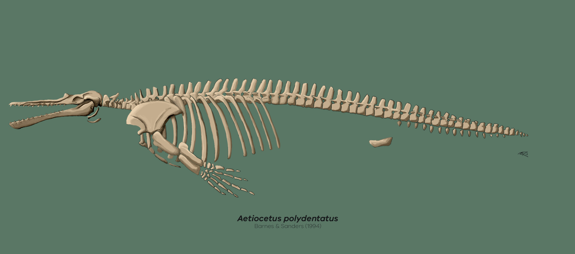 Ruairidh Duncan - Aetiocetus polydentatus