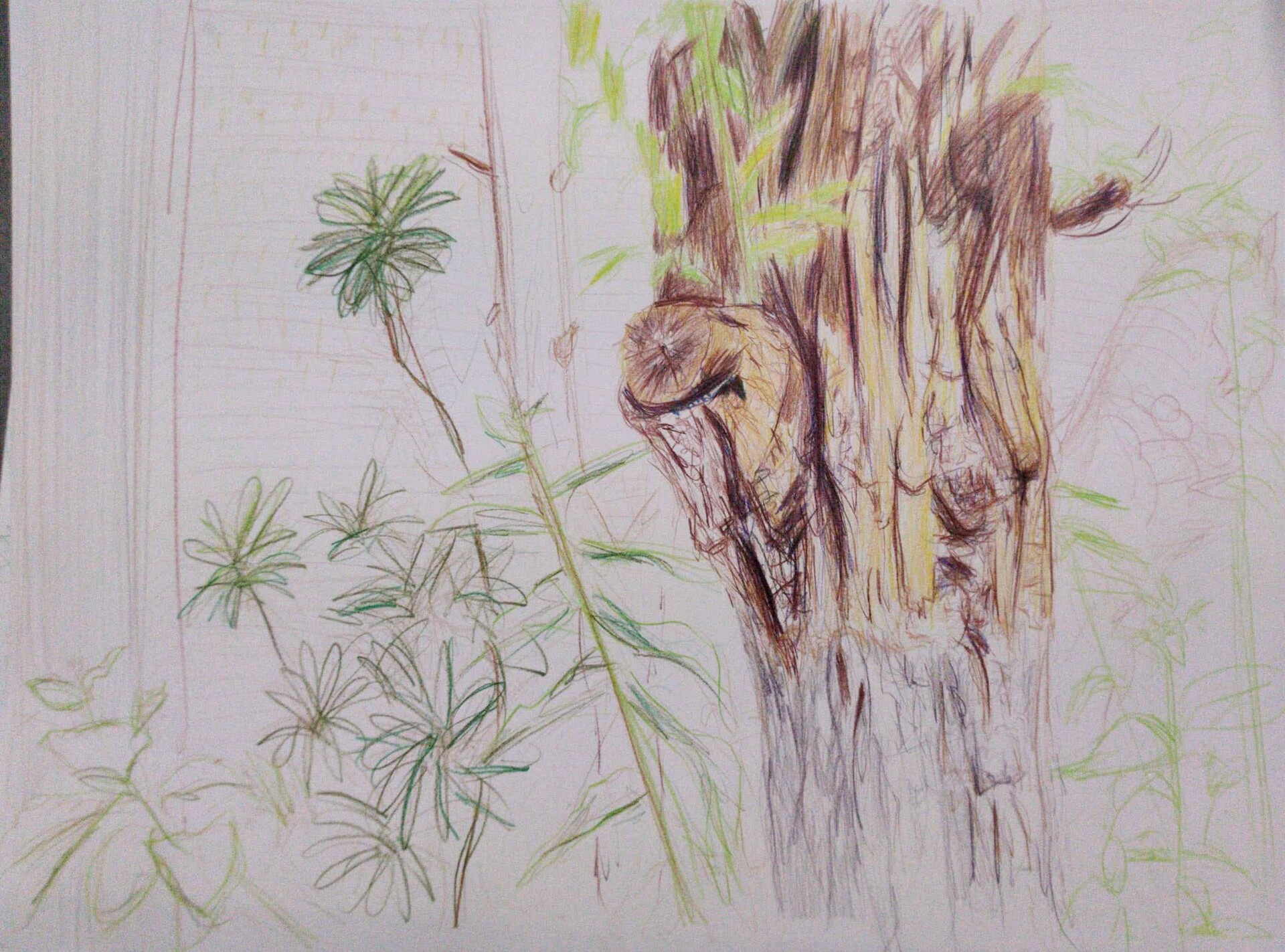 ArtStation - colour pencil study