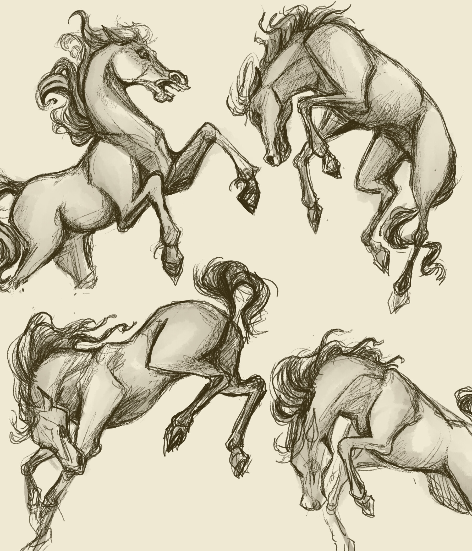 how to draw animals horses their anatomy and poses