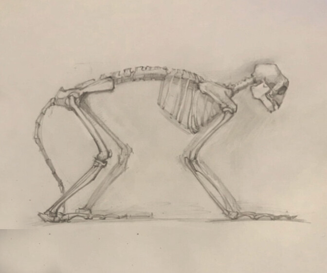 ArtStation - Skeleton of a monkey