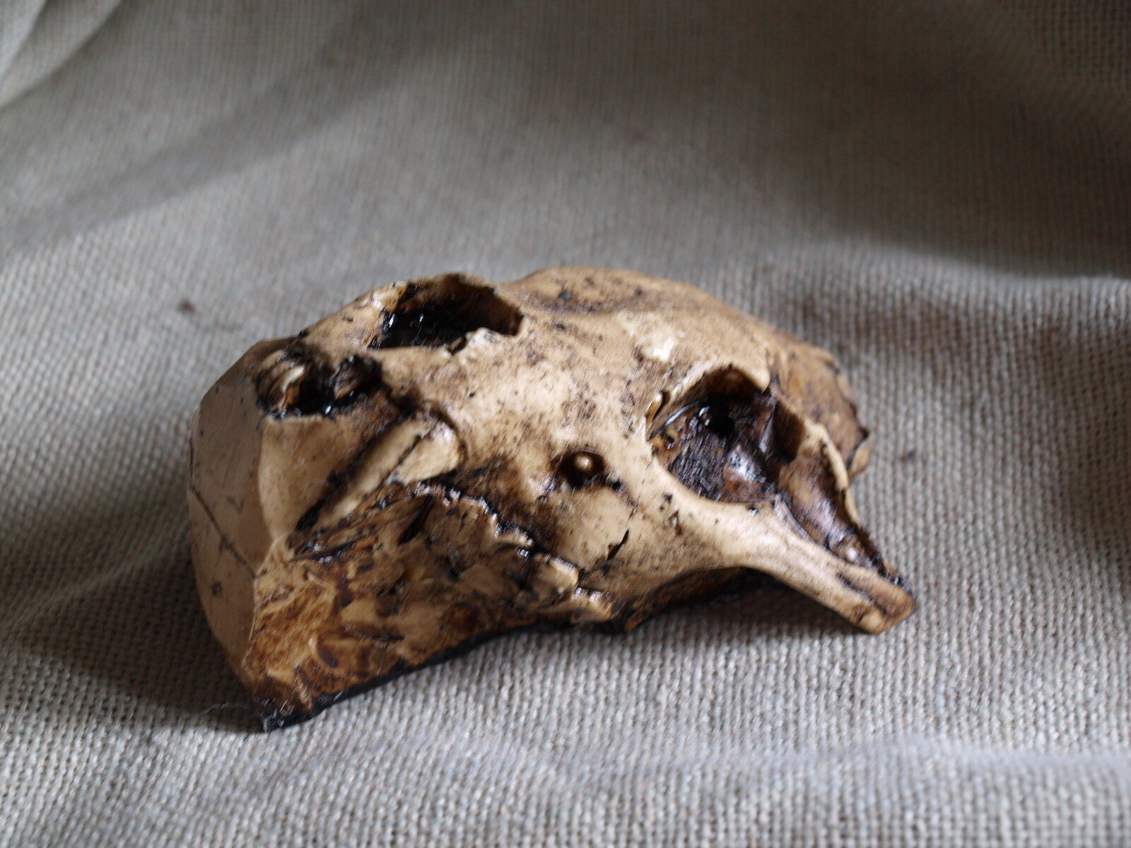 Кай Йара - wolverine skull