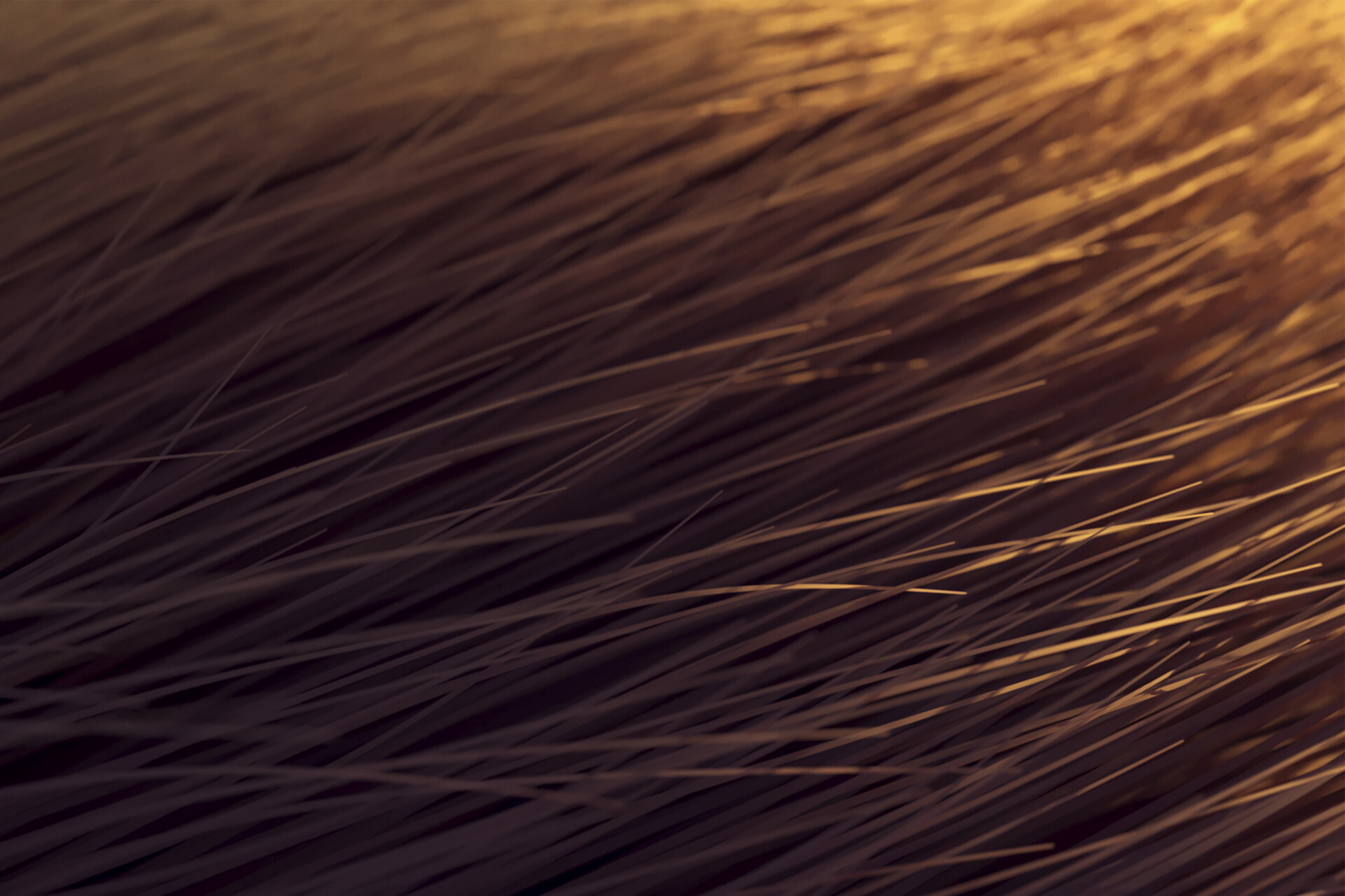 ArtStation - Xgen Macro Fur Simulations